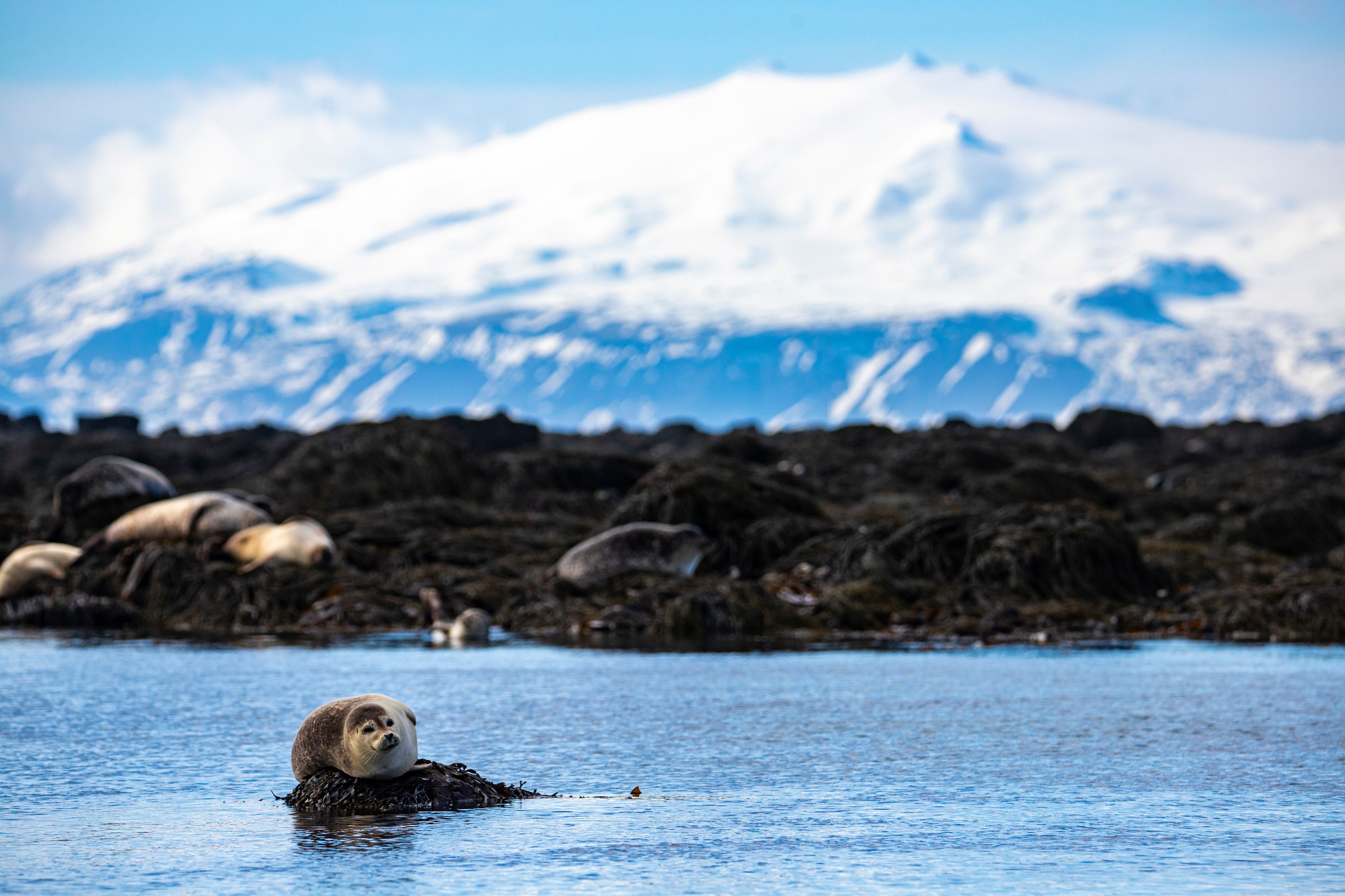 Guide to Ytri Tunga Beach: A Seal Watching Paradise in Iceland