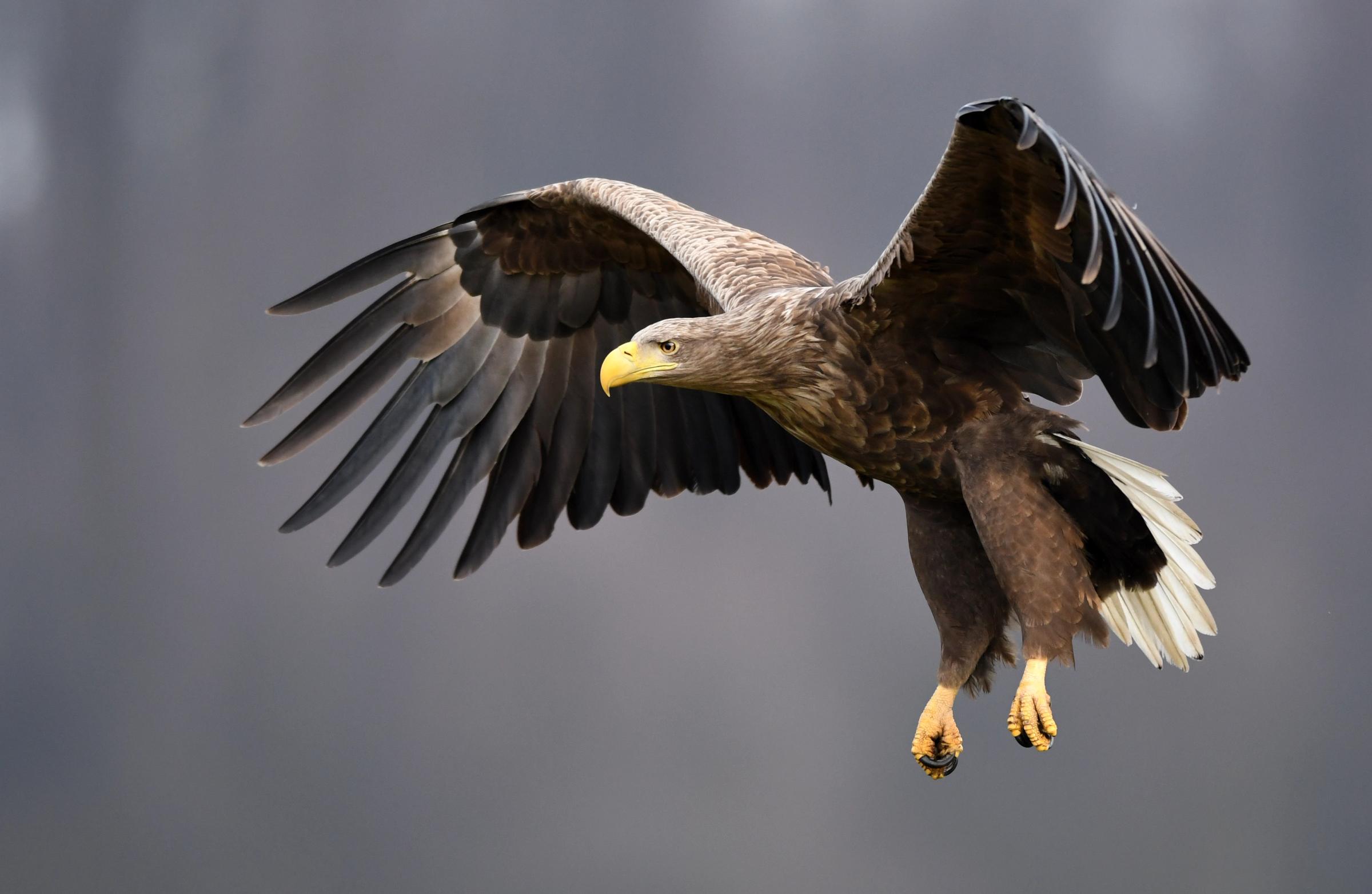 Birdwatching in Iceland: Full Guide With Species, Best Locations, etc