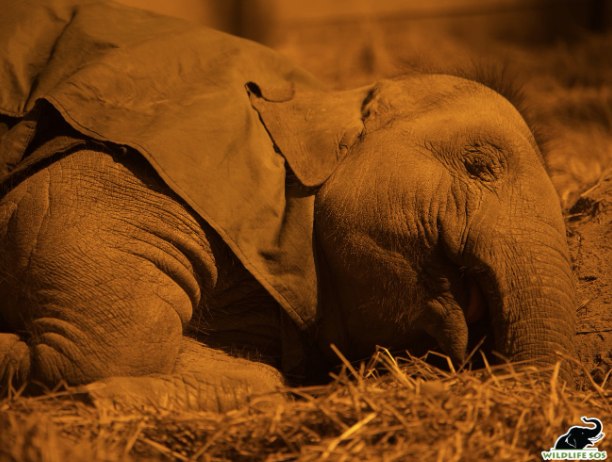 Meet Bani - Guardian Animals | Buddies for Paws