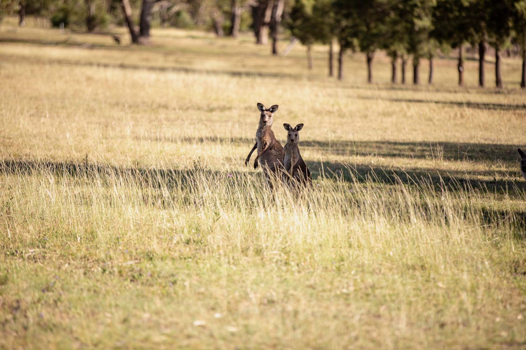 Standard Unpowered Site | Lake Burrendong Holiday Park | Reflections ...