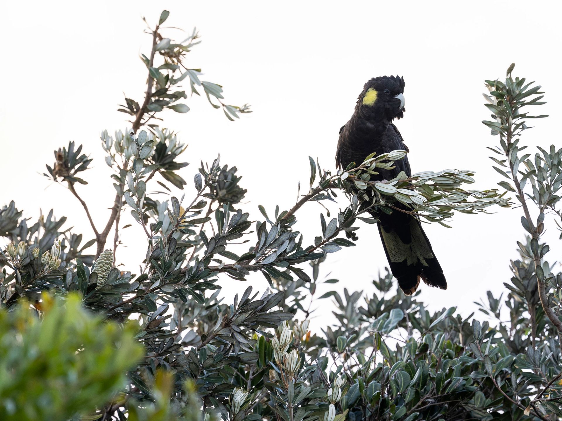 Park map | Corindi Beach Holiday & Caravan Park | Reflections Holidays