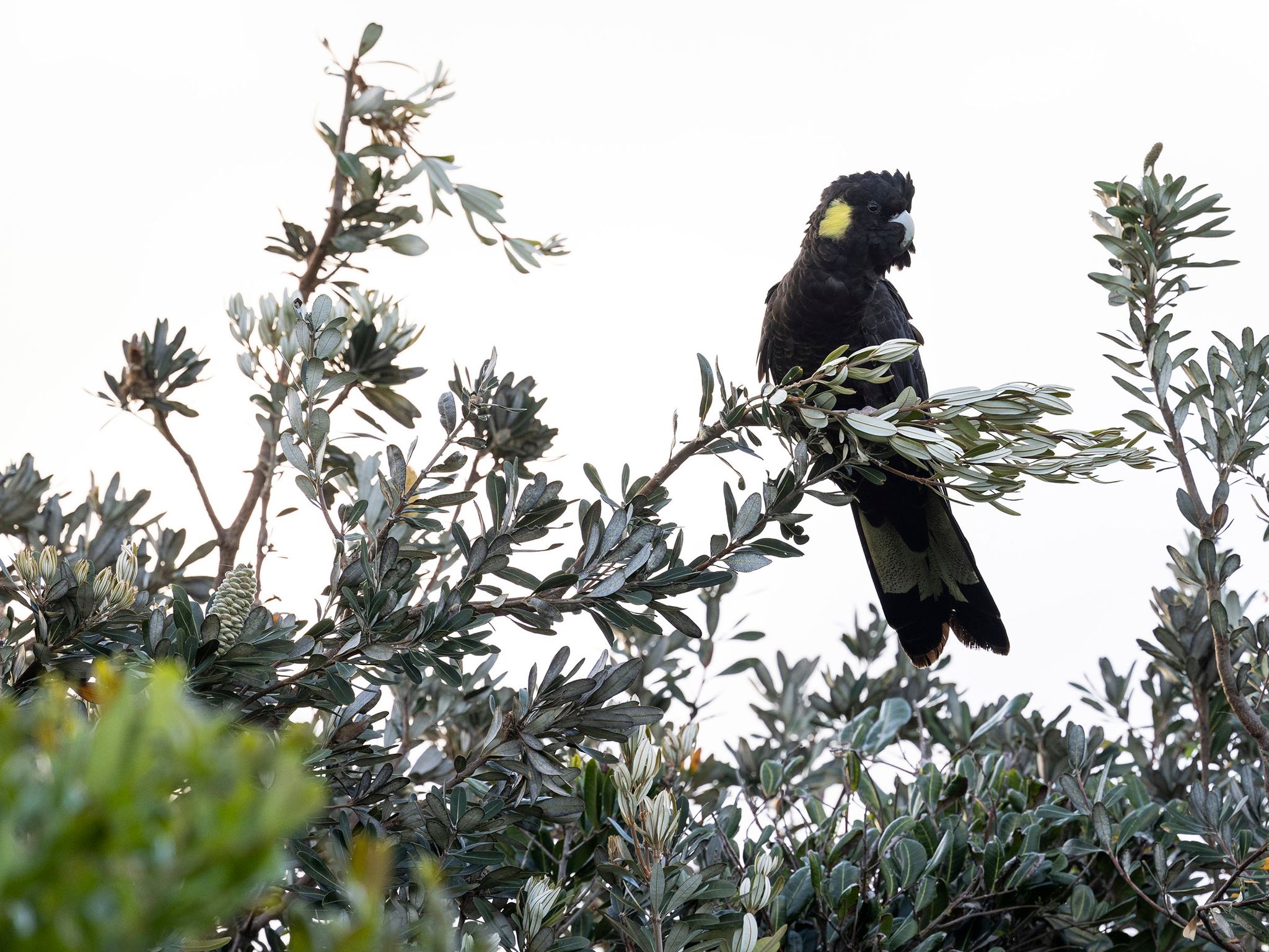 Park map | Corindi Beach Holiday & Caravan Park | Reflections Holidays