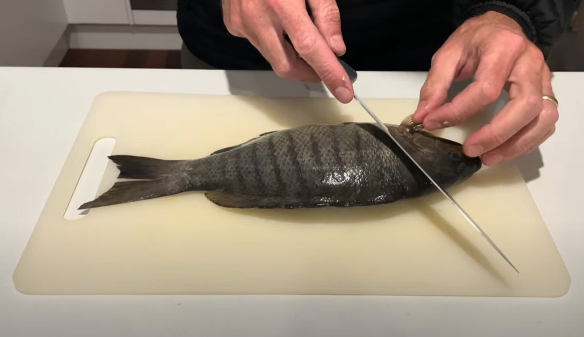 How to clean and gut a fish | Reflections Holidays