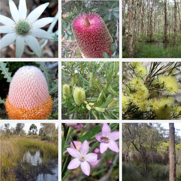 Botany Wetland Palette