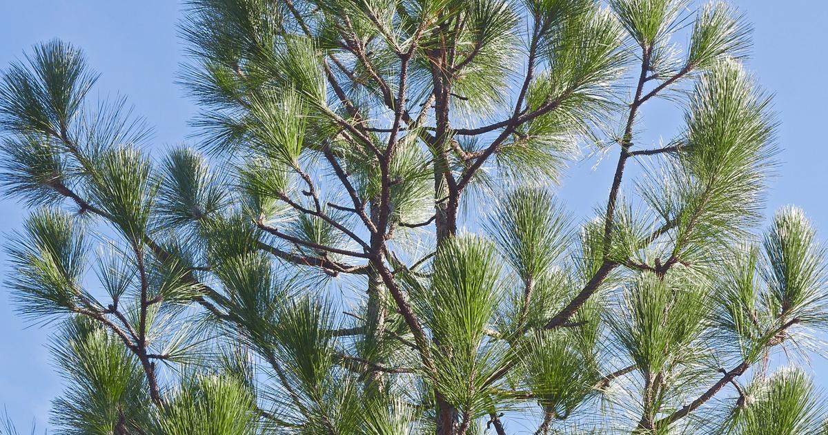 Longleaf Pine Tree | Sunday Lawn Care