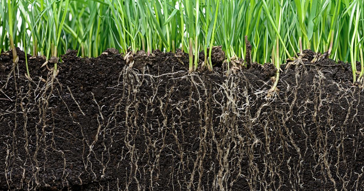 Why Root Depth Matters | Sunday Lawn Care