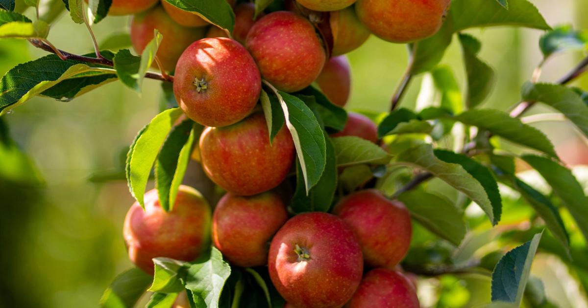 Apple Tree 'Scarlet Sentinel' Bare Root | Sunday Lawn Care