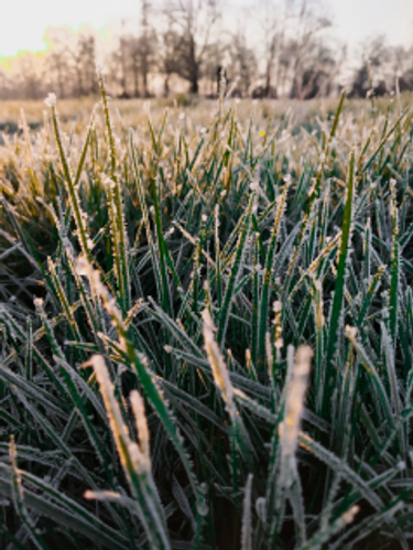 Frost on Grass: Prevent Lawn Frost Damage | Sunday Lawn Care
