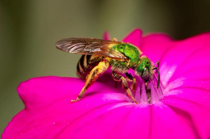 Help Pollinators Overwinter | Sunday Lawn Care