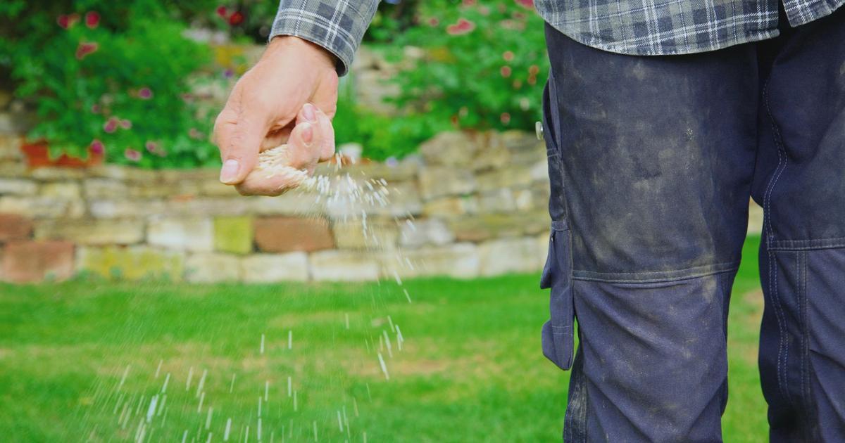 How to Plant Grass Seed: Grow a Lush Lawn in 5 Easy Steps | Sunday Lawn ...