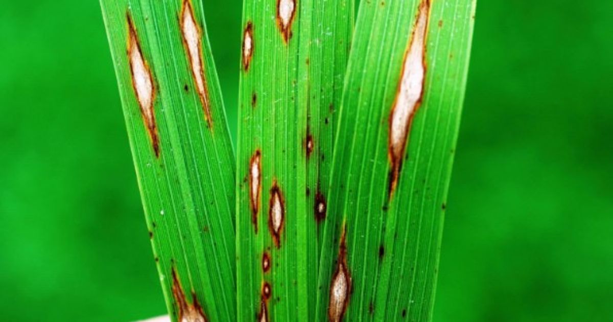 How to Identify Lawn Disease & Treat Grass Fungus | Sunday Lawn Care