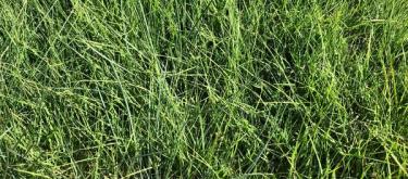 How to Identify Grass | Sunday Lawn Care