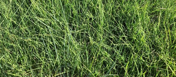How to Identify Grass | Sunday Lawn Care