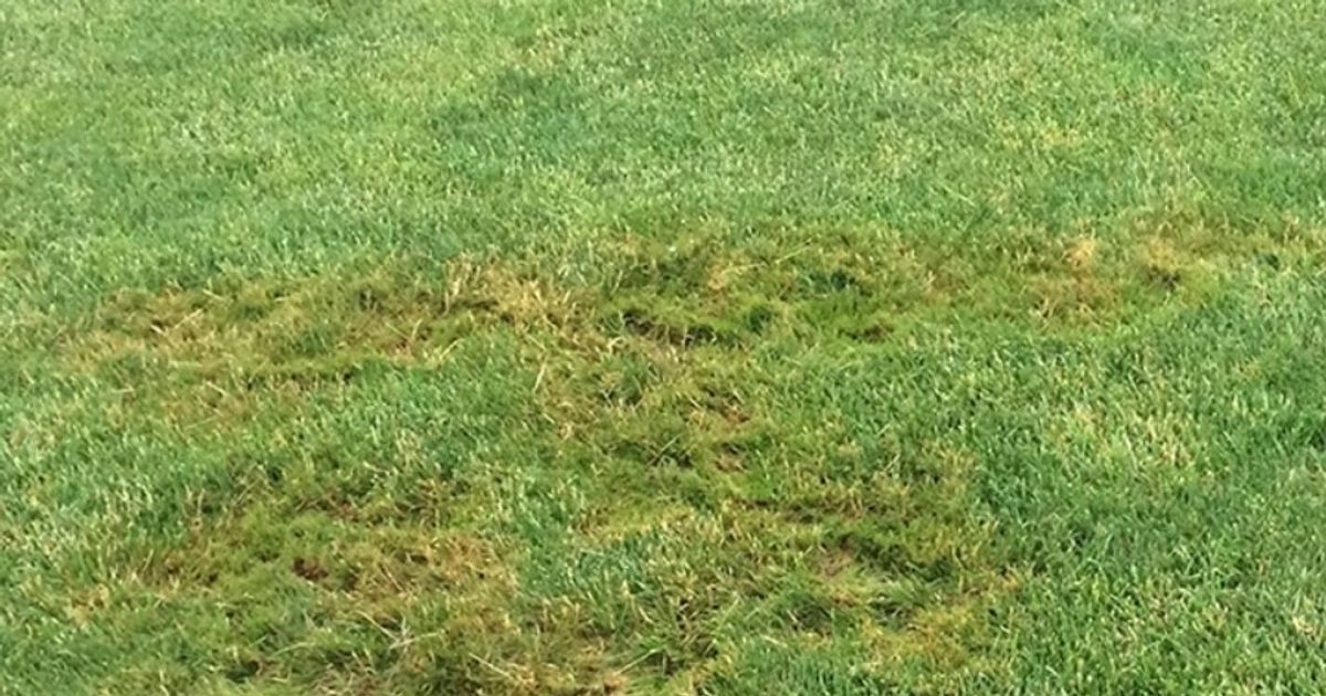 Pythium blight | Sunday Lawn Care