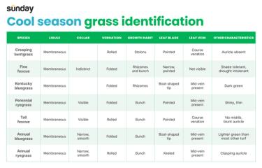 How to Identify Grass | Sunday Lawn Care