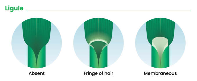 How to Identify Grass | Sunday Lawn Care