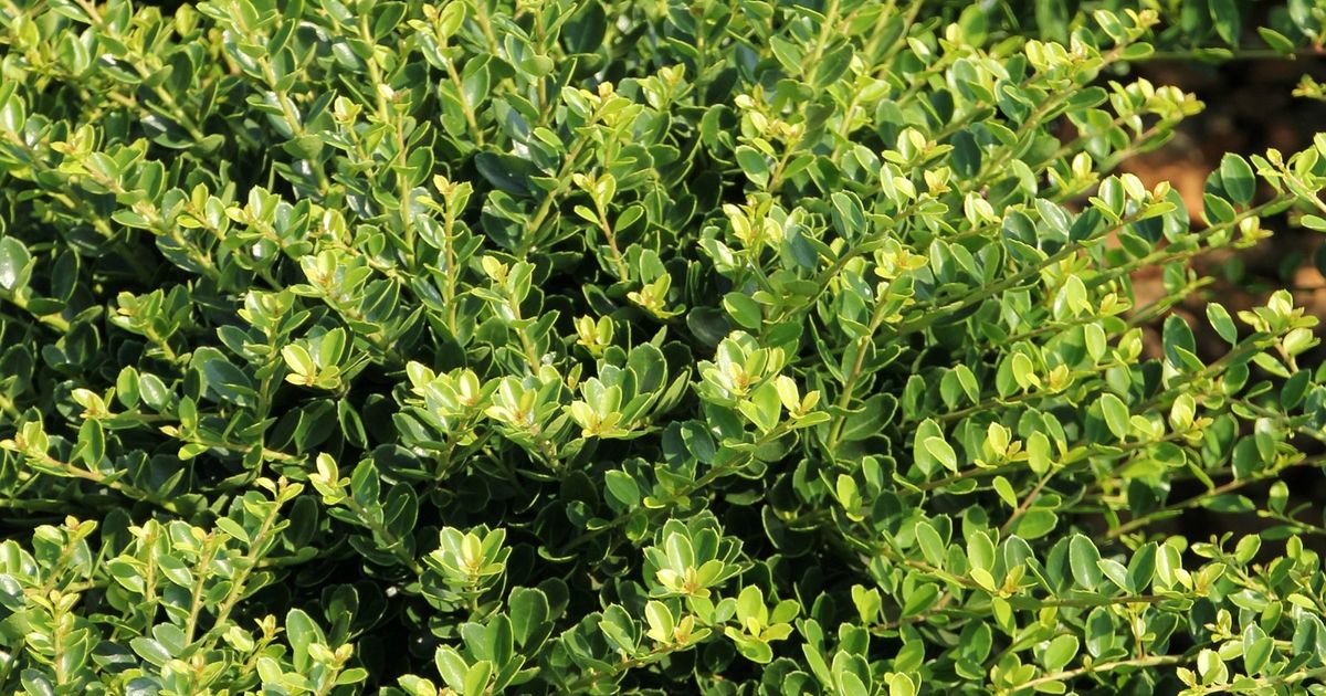 Compacta Holly Shrub | Sunday Lawn Care