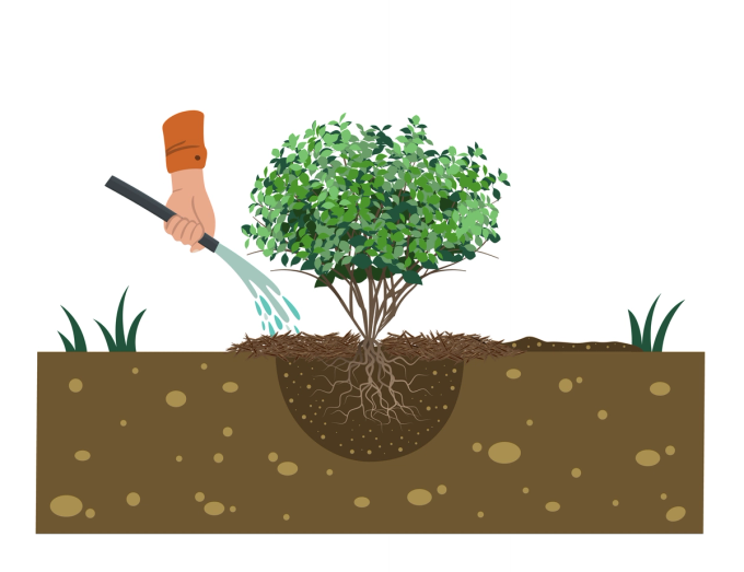 Sunday Shrub Planting Guide | Sunday Lawn Care