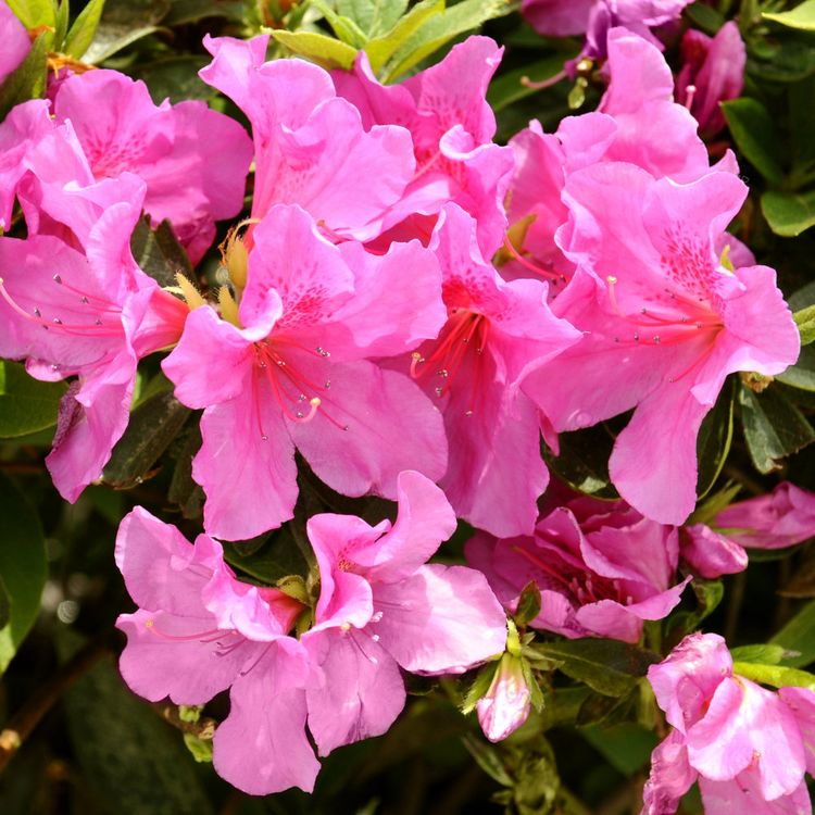 Pride of Mobile Azalea Shrub | Sunday Lawn Care