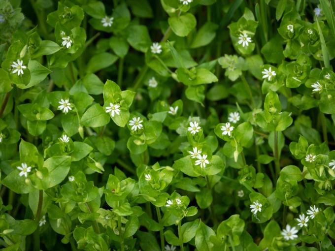 15 Most Common Weeds in Your Yard | Sunday Lawn Care