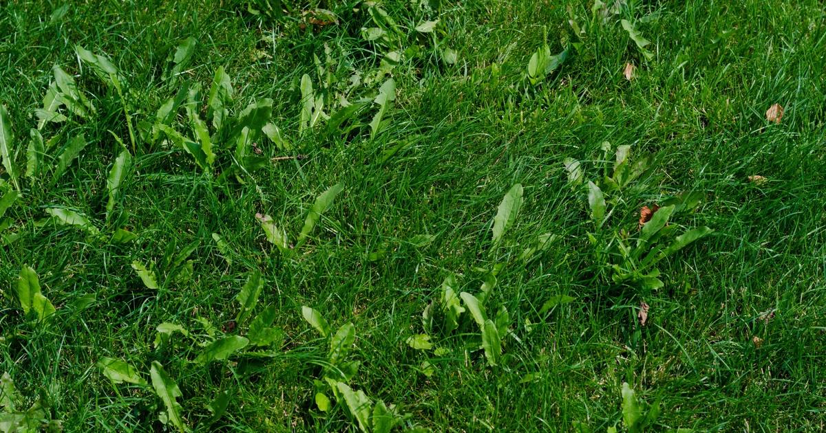 How to Seed a Weedy Lawn | Sunday Lawn Care