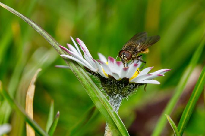 Types of Pollinators | Sunday Lawn Care