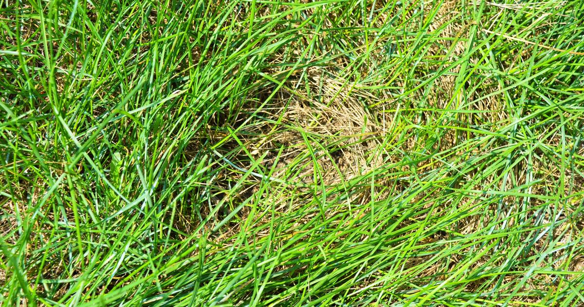 How to Dethatch a Lawn: Step-by-Step Guide | Sunday Lawn Care