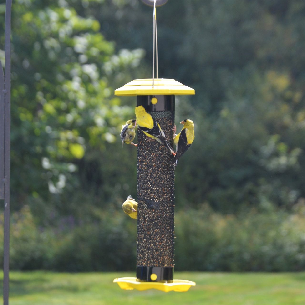 Funnel Flip-Top Mesh Finch Feeder | Sunday Lawn Care
