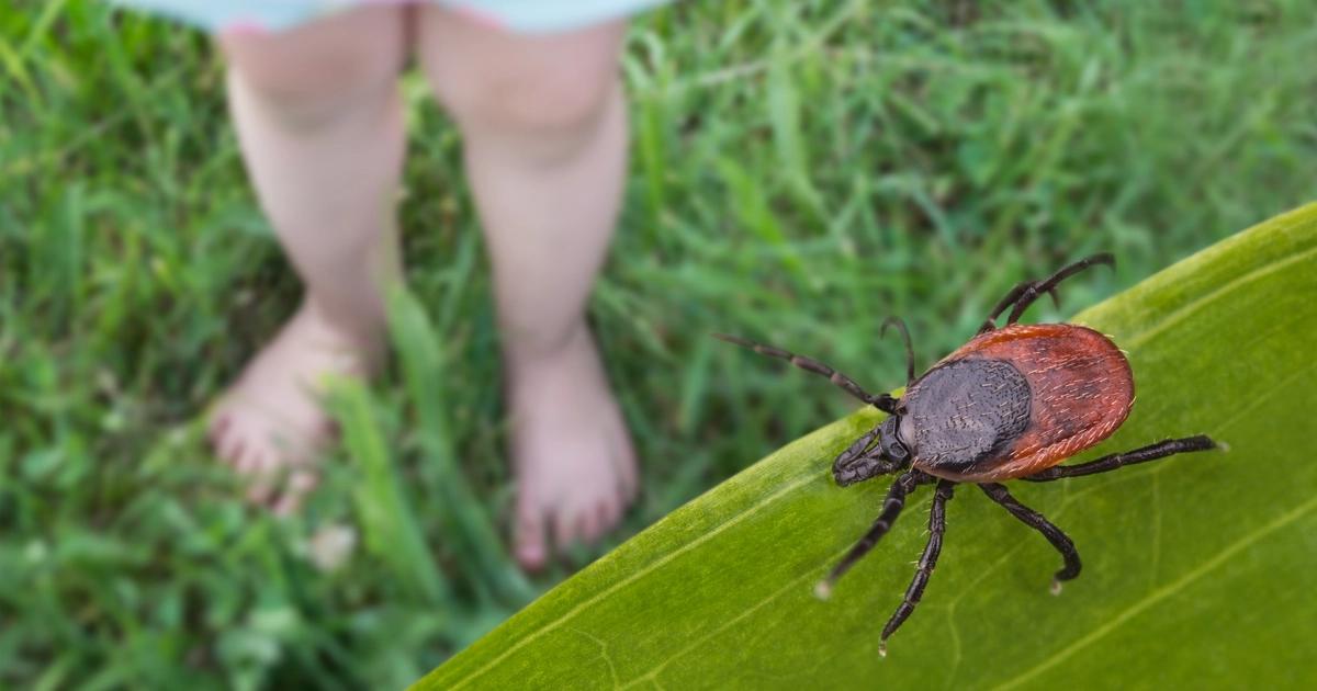 Tick Control For Your Yard | Sunday Lawn Care