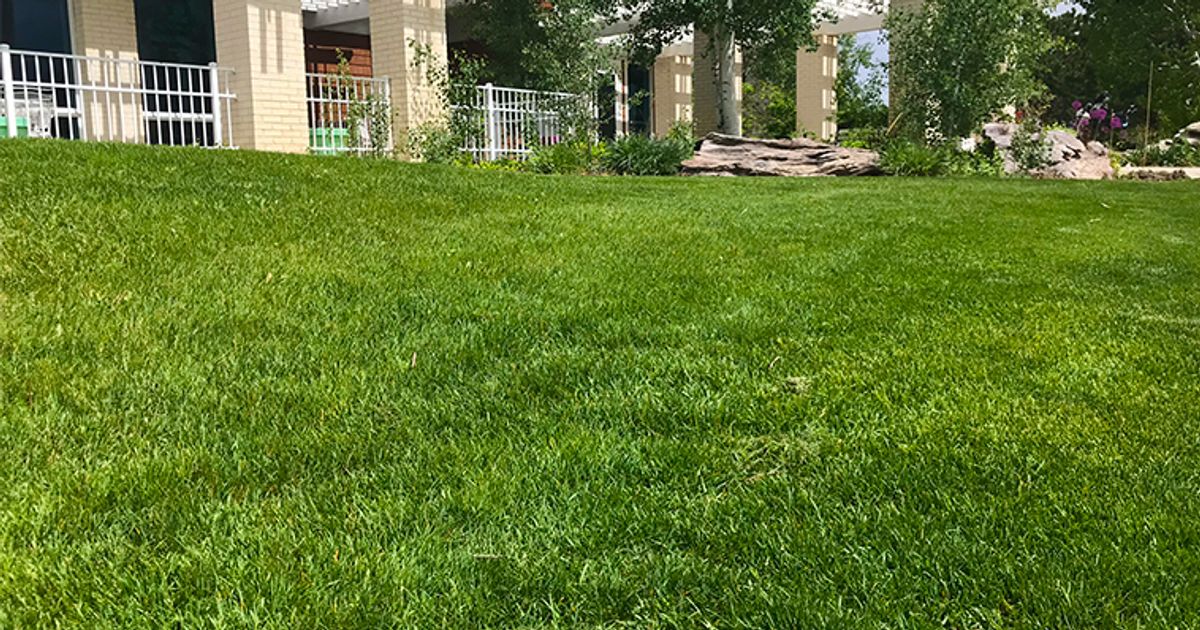 Kentucky Bluegrass: Identification & Care Tips for a Lush Lawn | Sunday ...