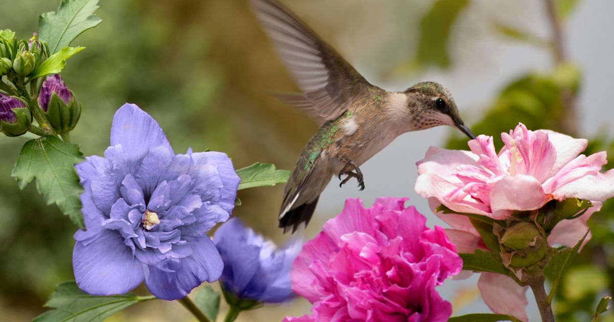 Types of Pollinators | Sunday Lawn Care