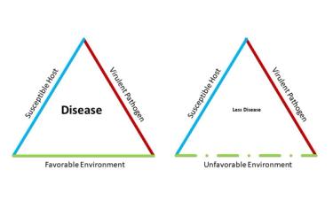 How to Identify Lawn Disease & Treat Grass Fungus | Sunday Lawn Care