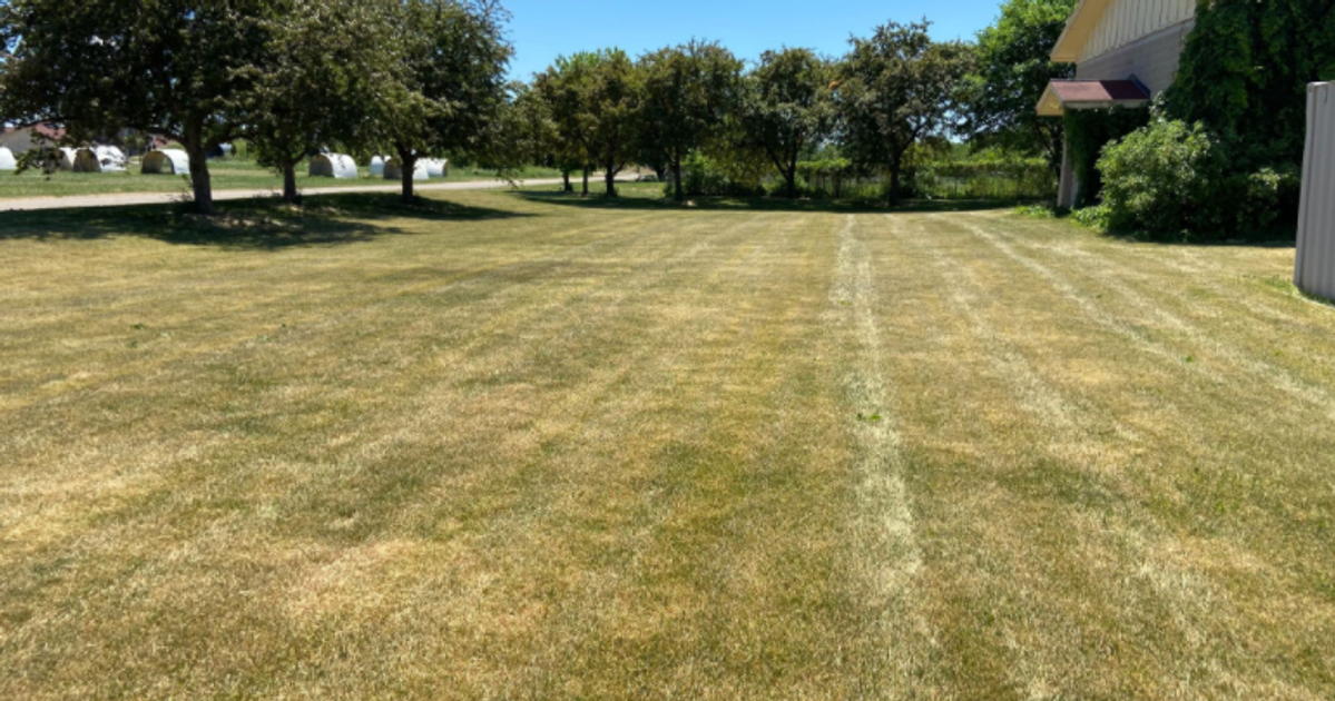 Overwatered vs. Underwatered Lawns | Sunday Lawn Care