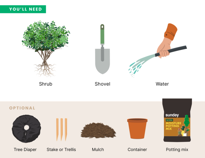 Sunday Shrub Planting Guide | Sunday Lawn Care