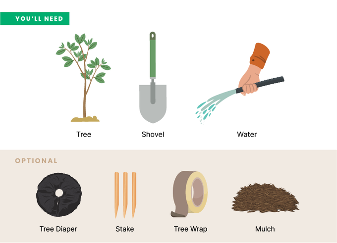 Sunday Tree Planting Guide | Sunday Lawn Care