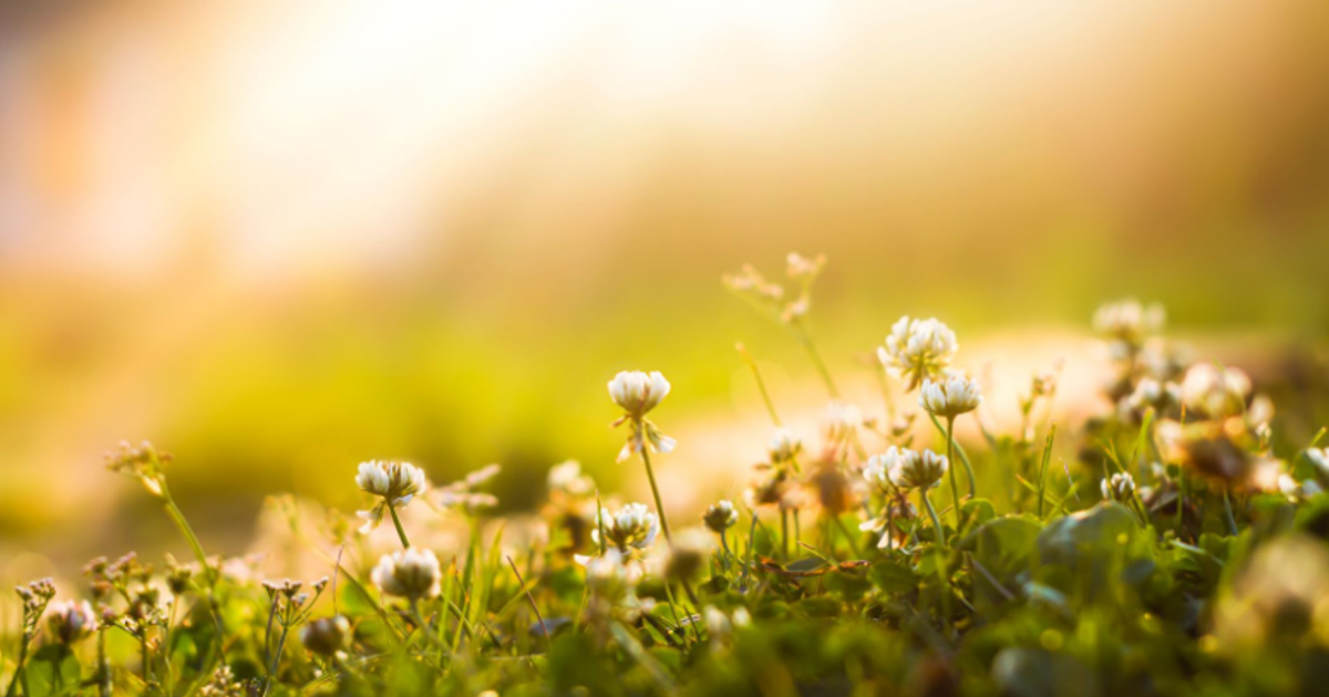 how to get rid of yellow clover