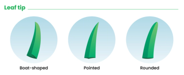 How to Identify Grass | Sunday Lawn Care