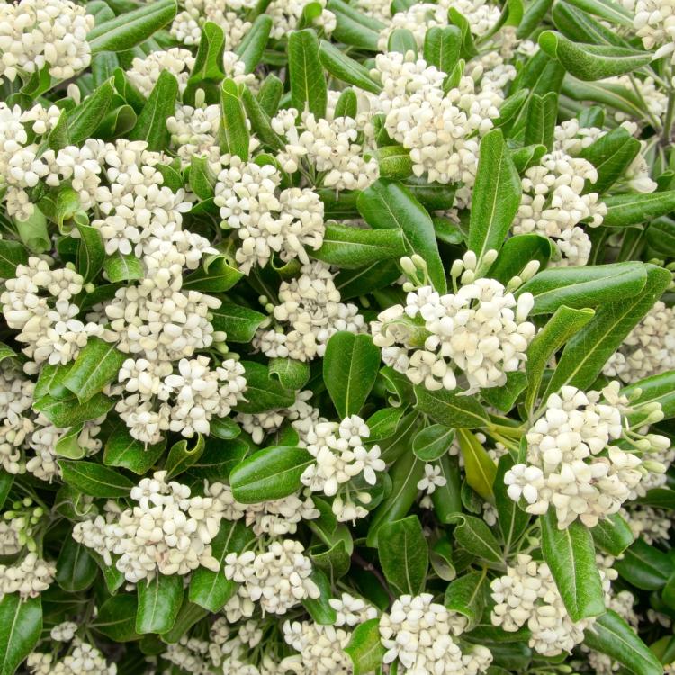 Green Pittosporum Shrub | Sunday Lawn Care