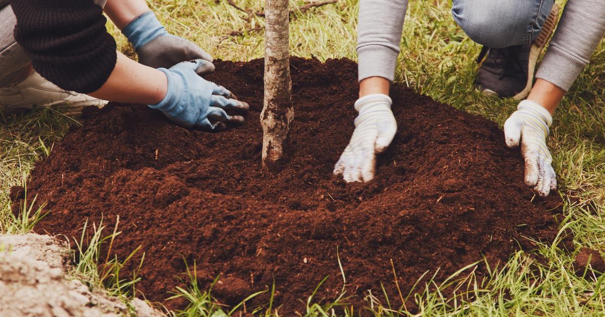 How to Select and Buy a Tree | Sunday Lawn Care