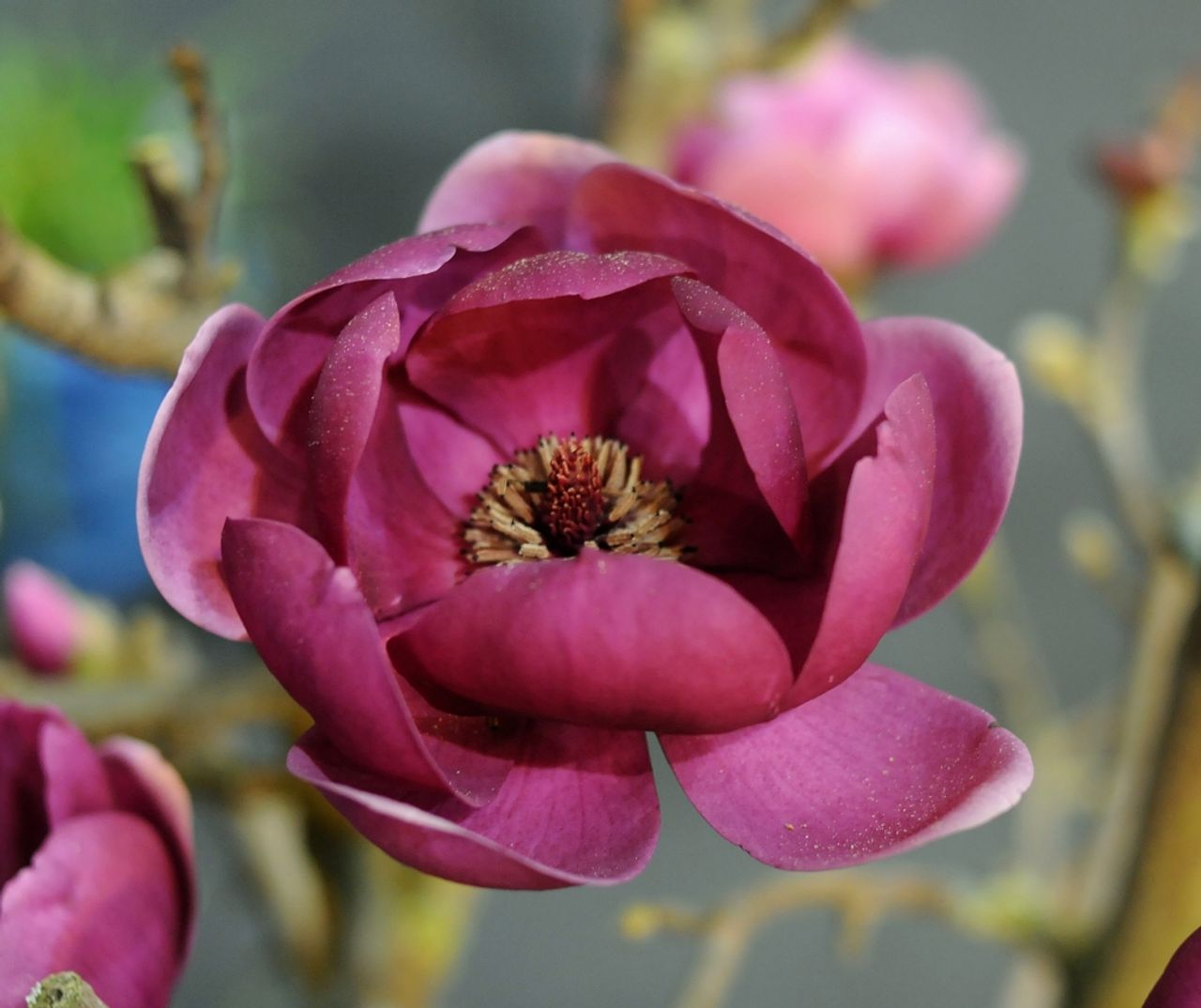 Genie Magnolia Tree | Sunday Lawn Care