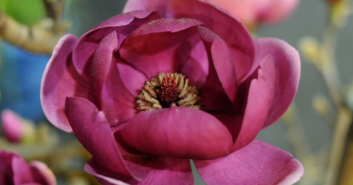 Genie Magnolia Tree | Sunday Lawn Care