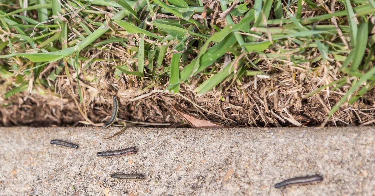 Fall Armyworms | Sunday Lawn Care