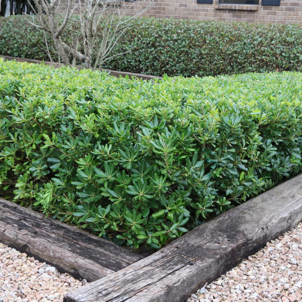 Green Pittosporum Shrub | Sunday Lawn Care