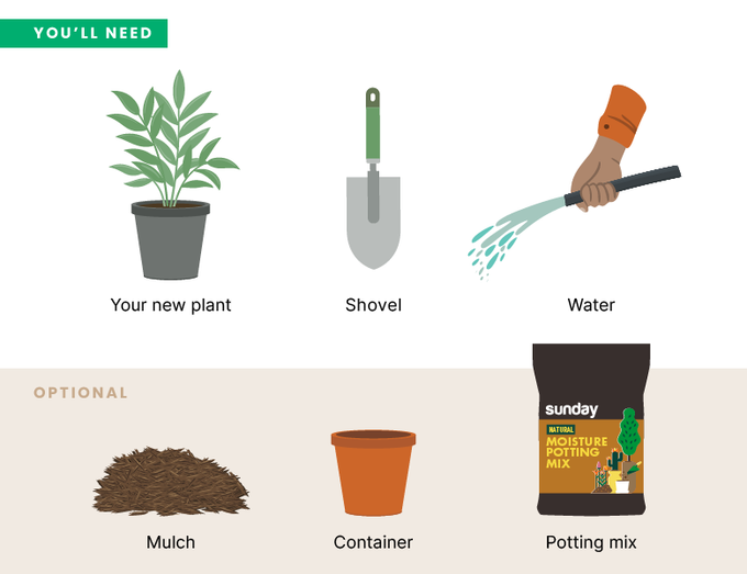 Sunday Perennial Planting Guide | Sunday Lawn Care