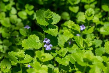 15 Most Common Weeds in Your Yard | Sunday Lawn Care
