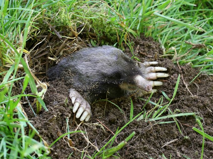 How to Get Rid of Lawn Moles and Voles | Sunday Lawn Care