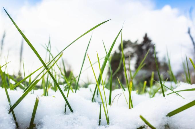 Frost on Grass: Prevent Lawn Frost Damage | Sunday Lawn Care
