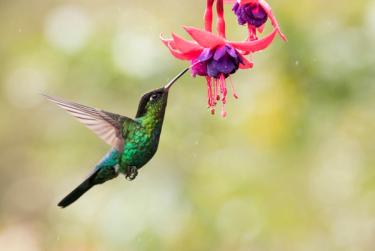 How to Attract Hummingbirds | Sunday Lawn Care
