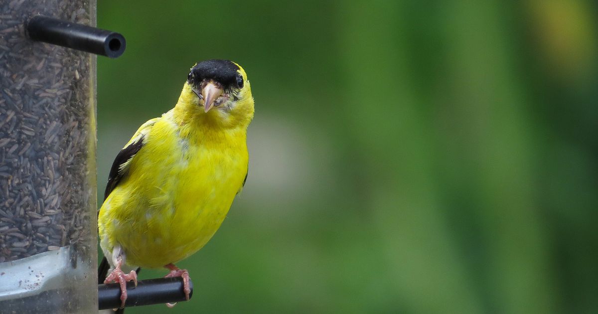 Bird Seed Types: A Guide to Different Birdseed Varieties | Sunday Lawn Care