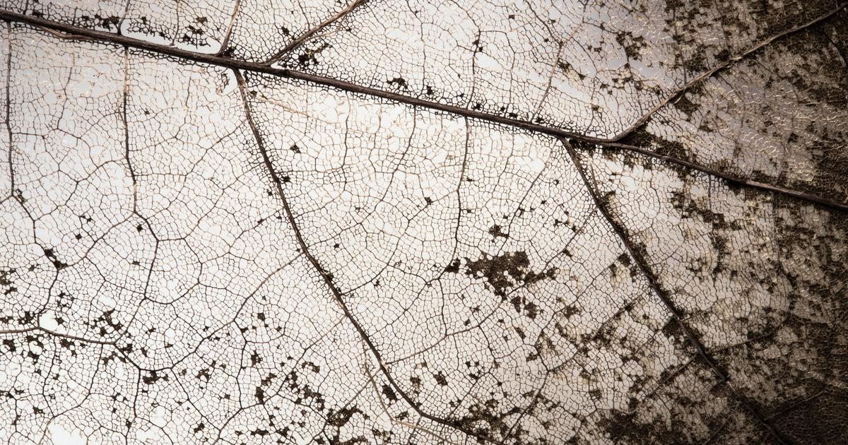 Gray Leaf Spot Lawn Disease | Sunday Lawn Care